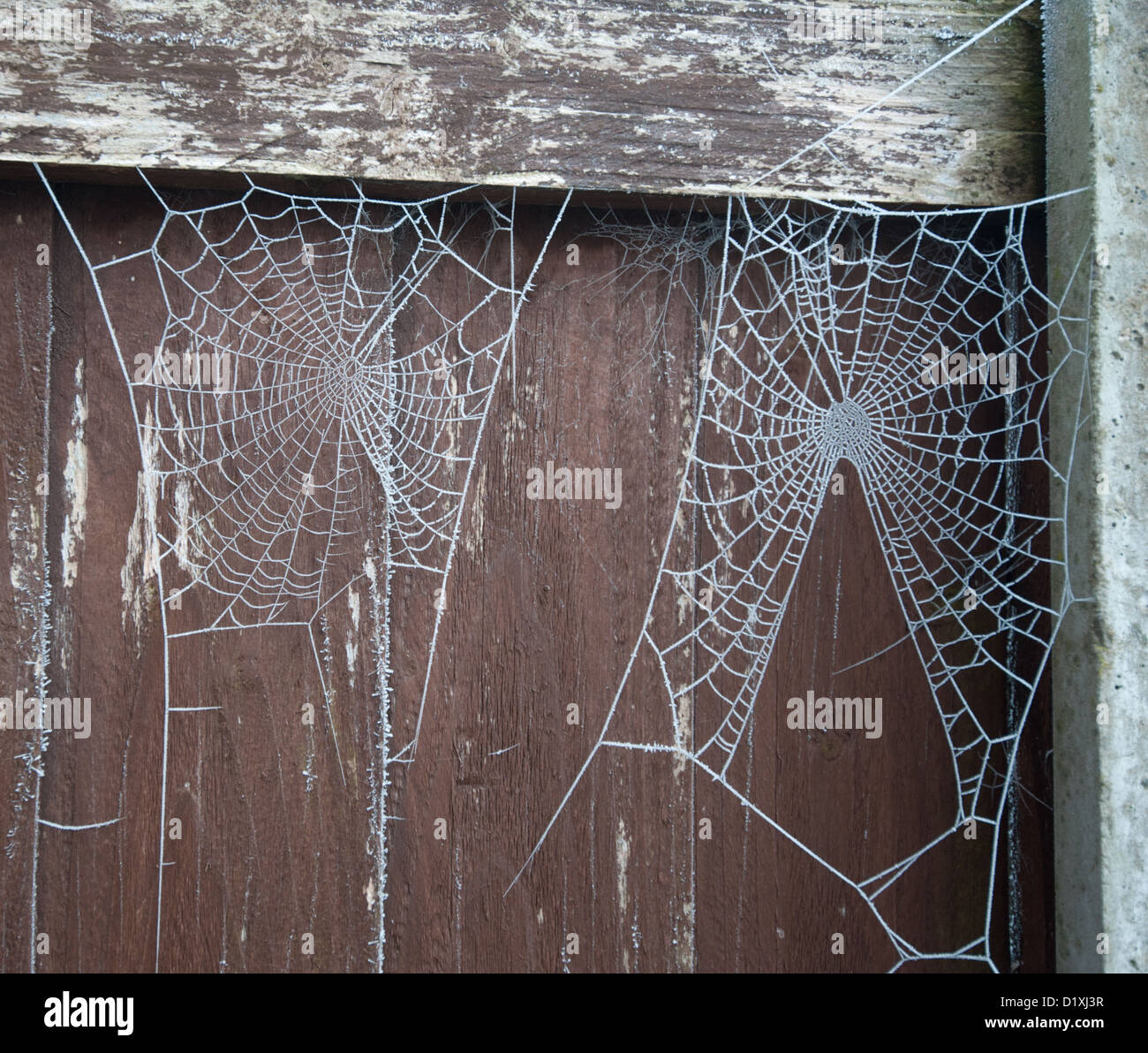 Frost on spider web hi-res stock photography and images - Alamy