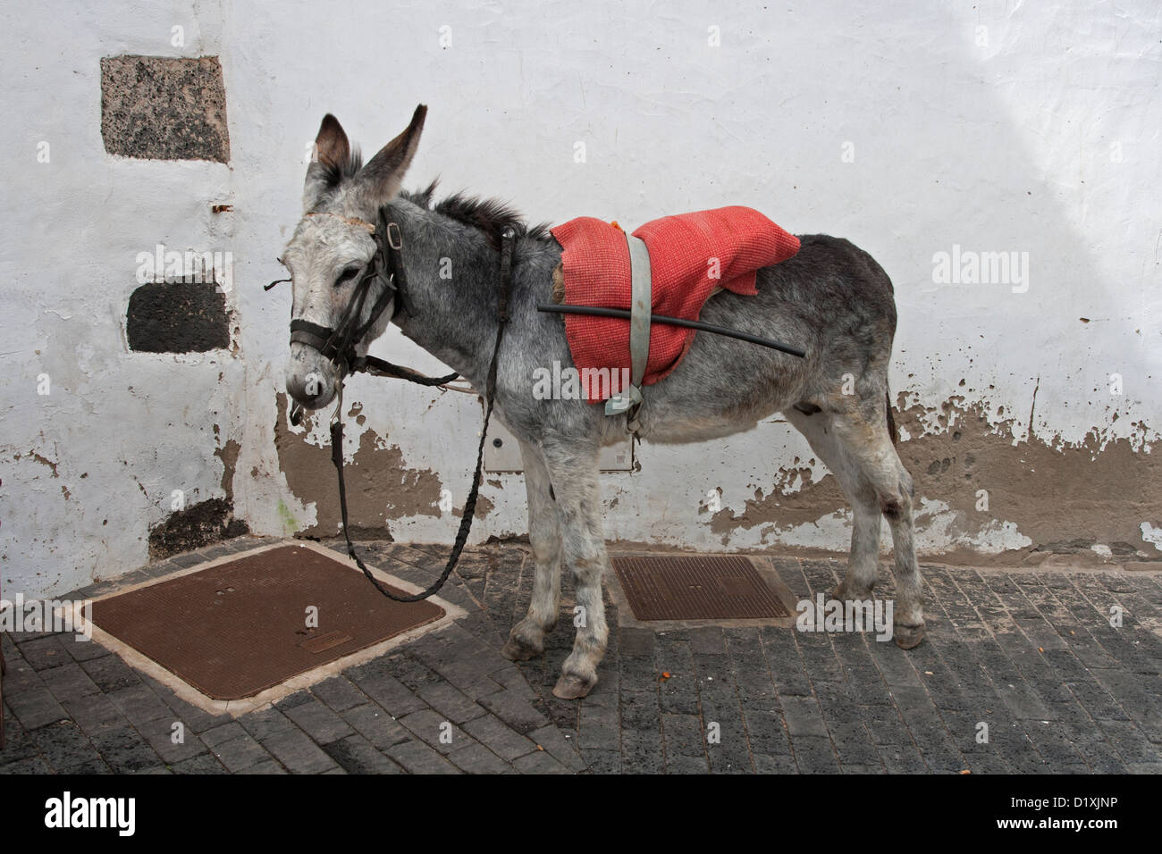 Donkey street hi-res stock photography and images - Alamy
