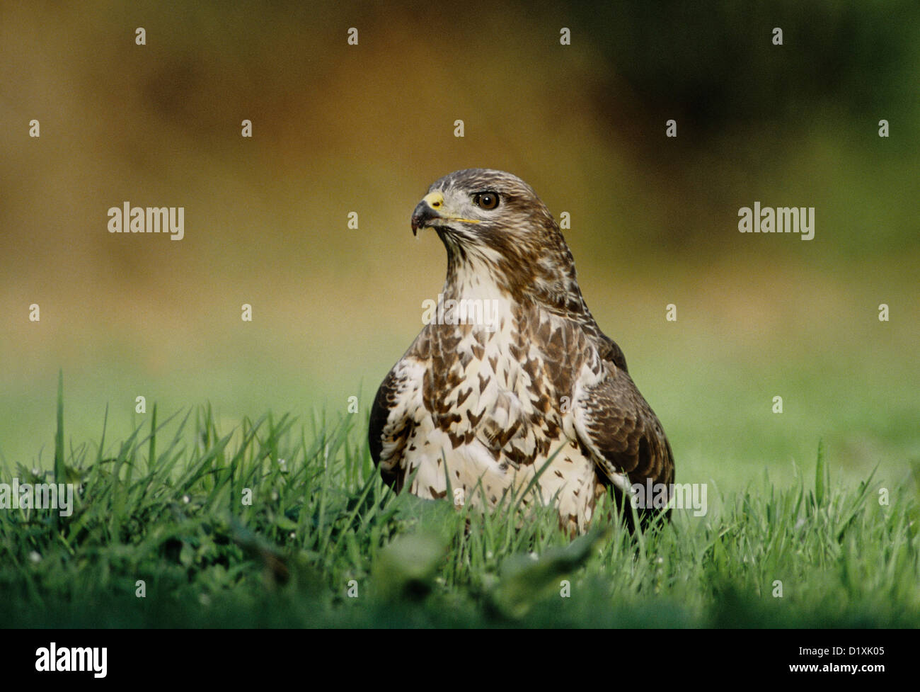 A common buzzard on the ground in a field UK Stock Photo - Alamy