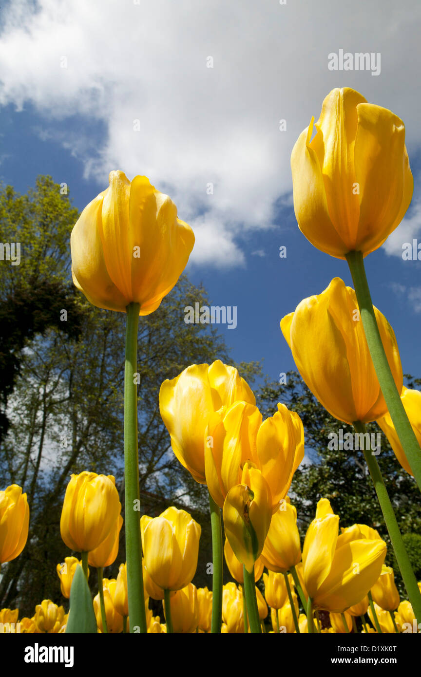 tulip, flowers, yellow, botanic, plant, nature, garden, background ...