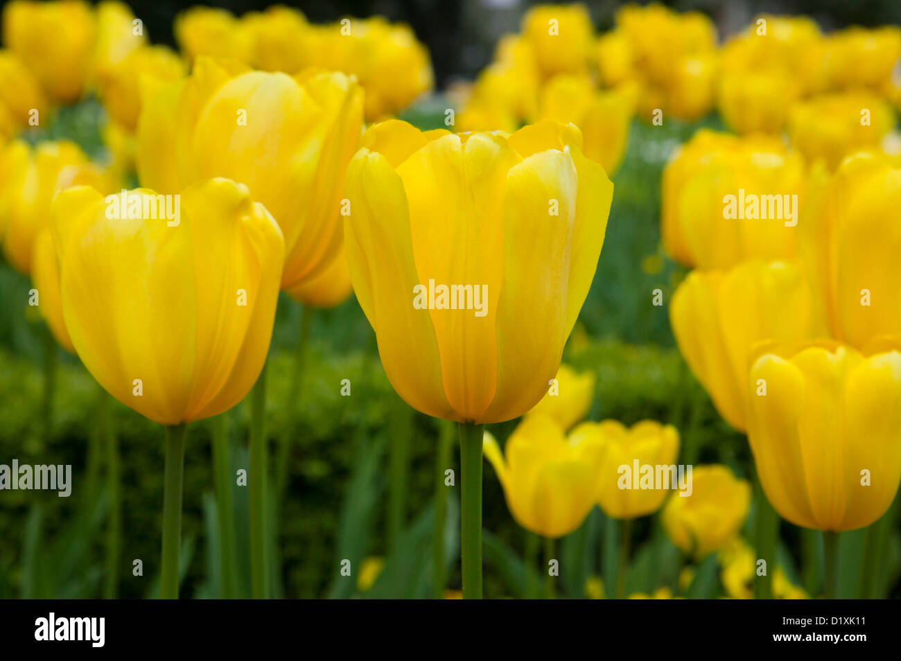 tulip, flowers, yellow, botanic, plant, nature, garden, background ...
