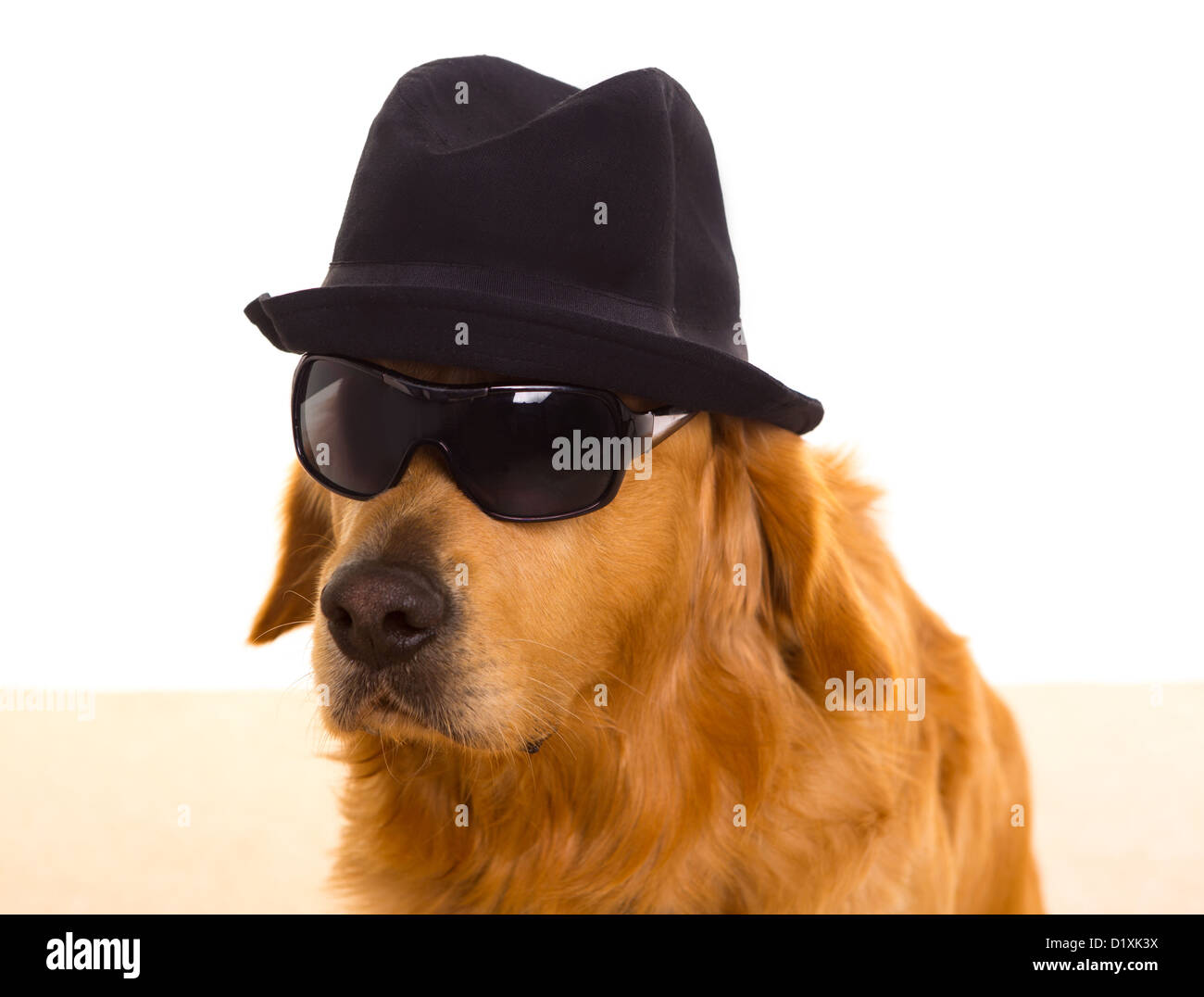 Dog dressed as mafia gangster with black hat and sunglasses golden ...