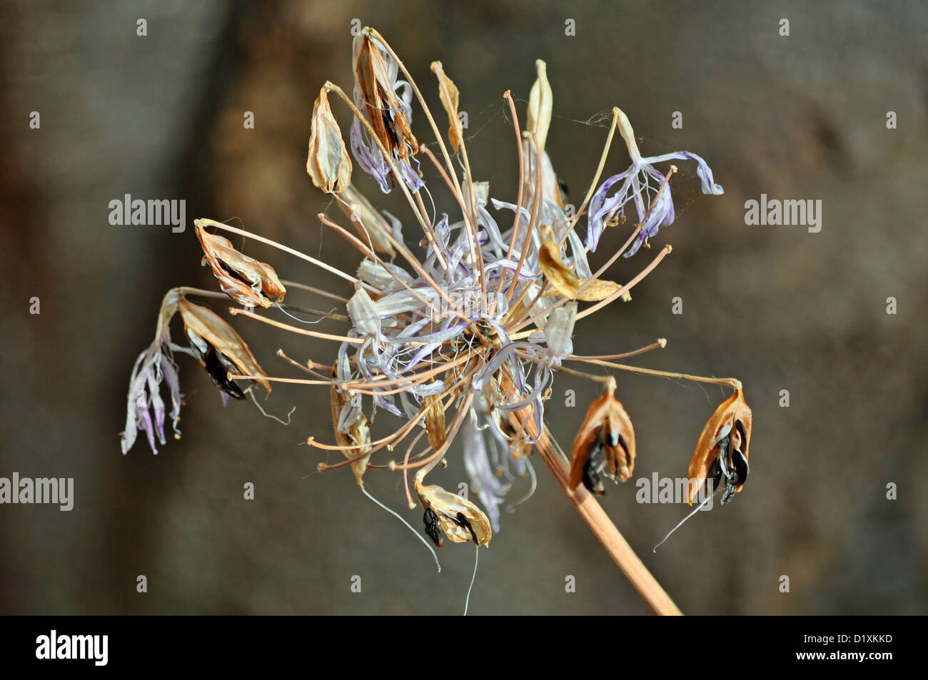 The dead seed heads of an Agapanthus flower Stock Photo - Alamy