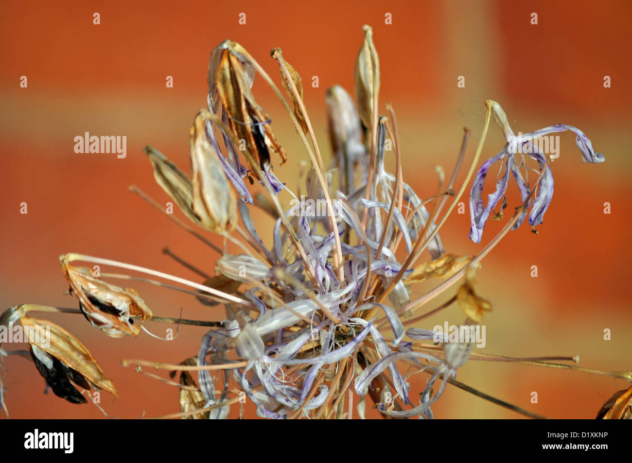 The dead seed heads of an Agapanthus flower Stock Photo - Alamy