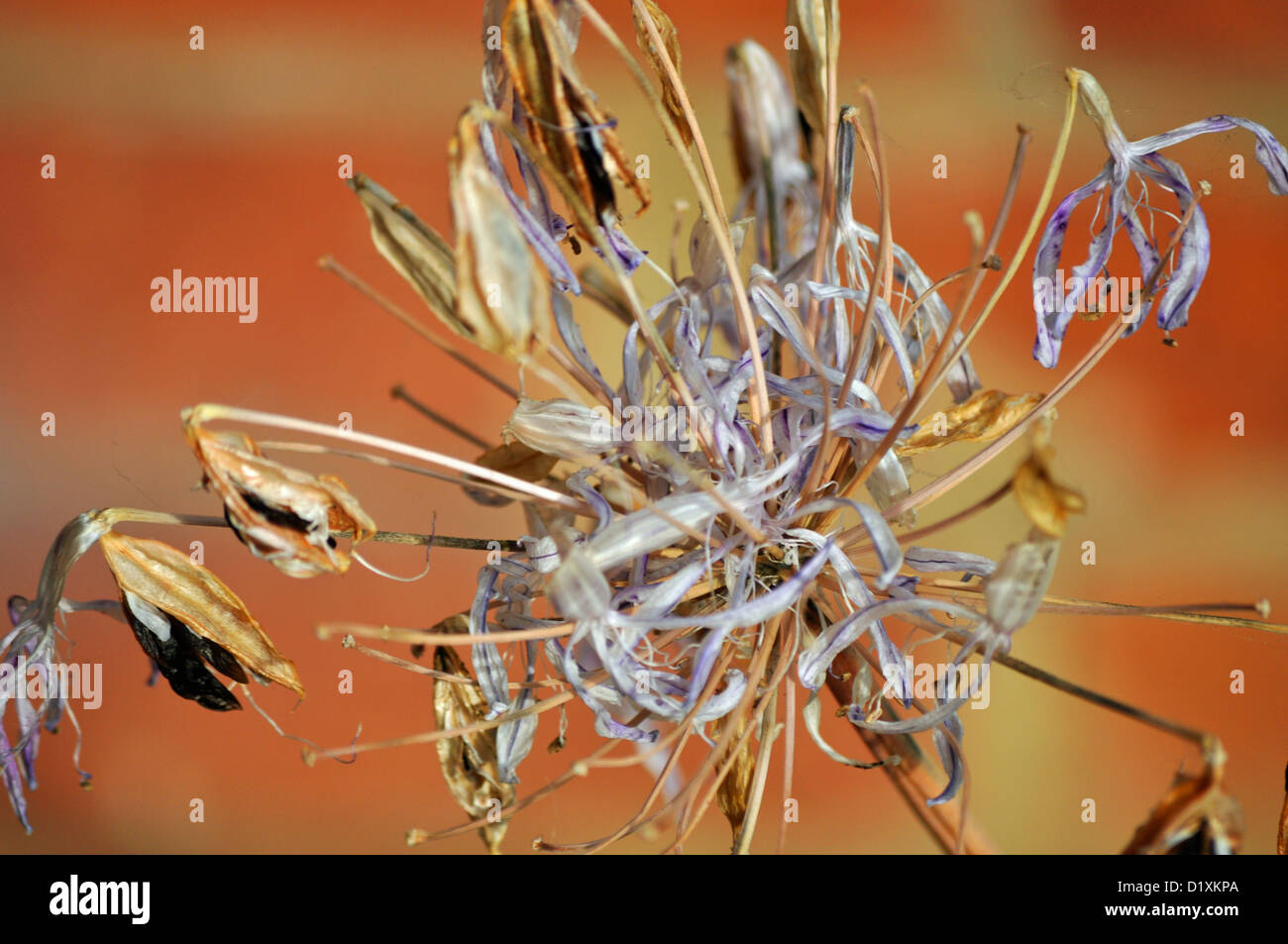 The dead seed heads of an Agapanthus flower Stock Photo - Alamy