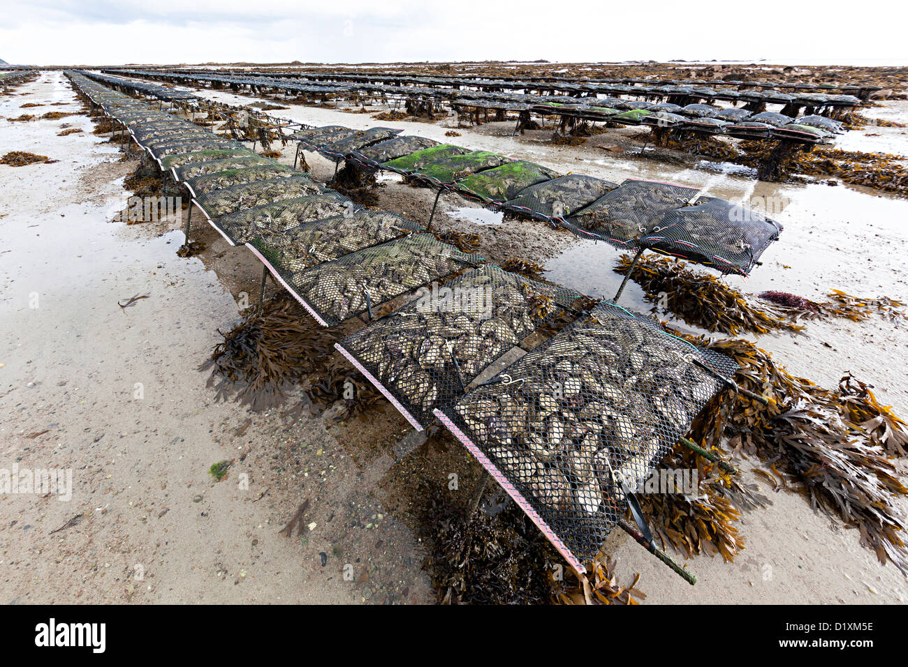 Oyster farming at low tide near Seymour Tower, Jersey, Channel Islands ...