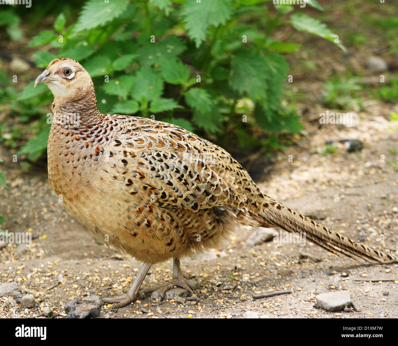 Hen Pheasant / Phasianus colchicus Stock Photo - Alamy