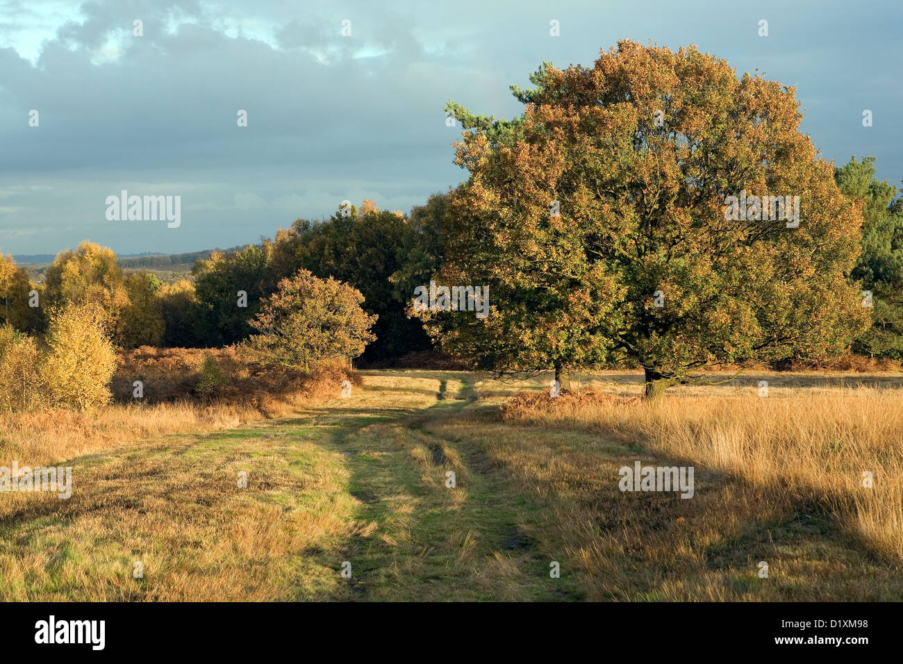 Trees on the Ashdown Forest in the UK Stock Photo - Alamy