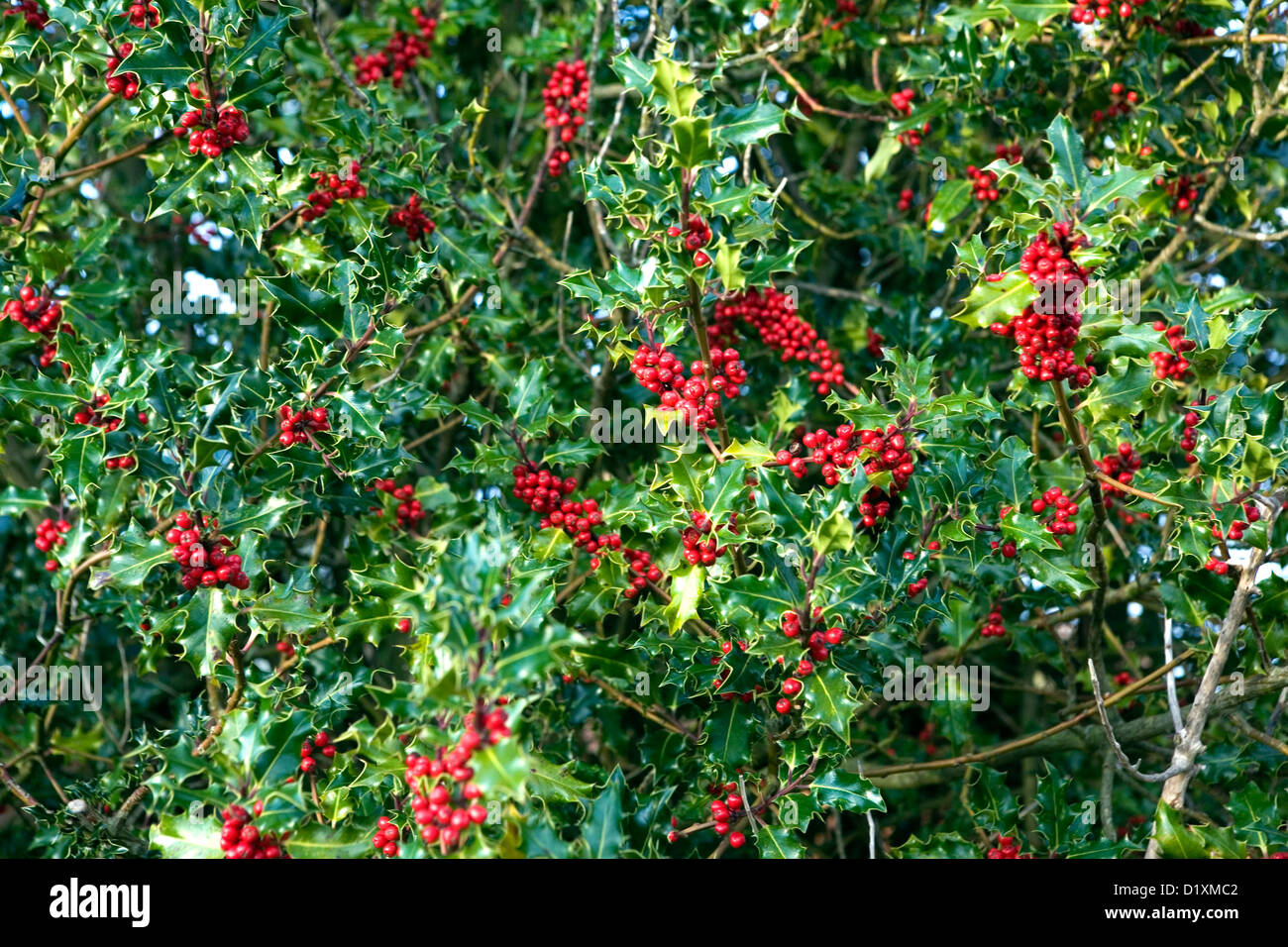 A holly bush with holly berries Stock Photo - Alamy