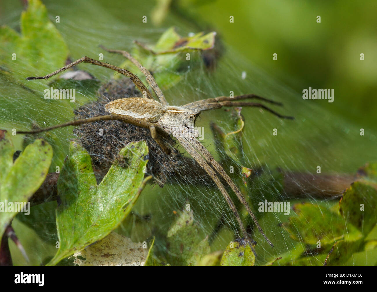 Nursery Web Spider Guarding It's Brood / Pisaura mirabilis Stock Photo ...