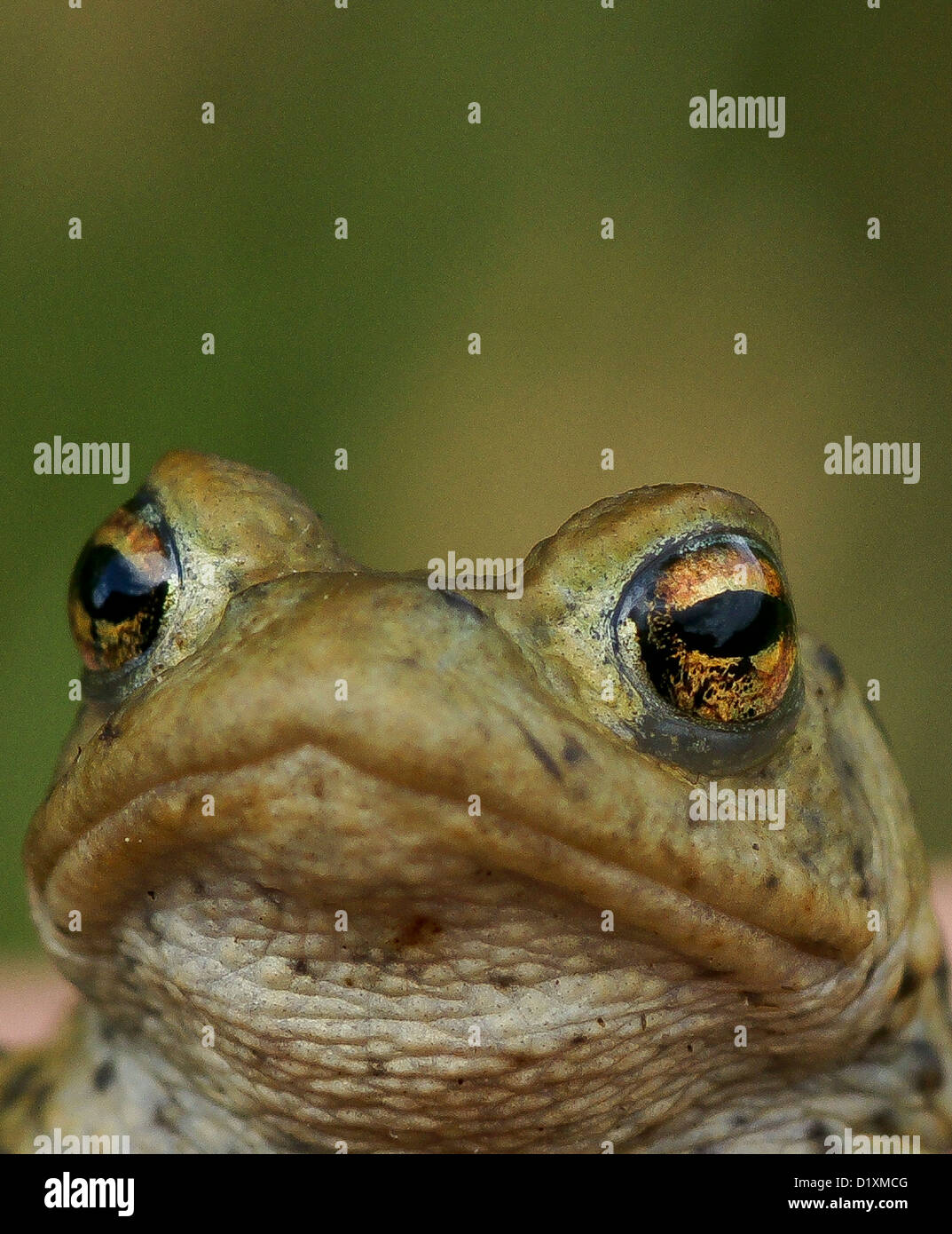Portrait Common Toad Head And Eyes Stock Photo - Alamy