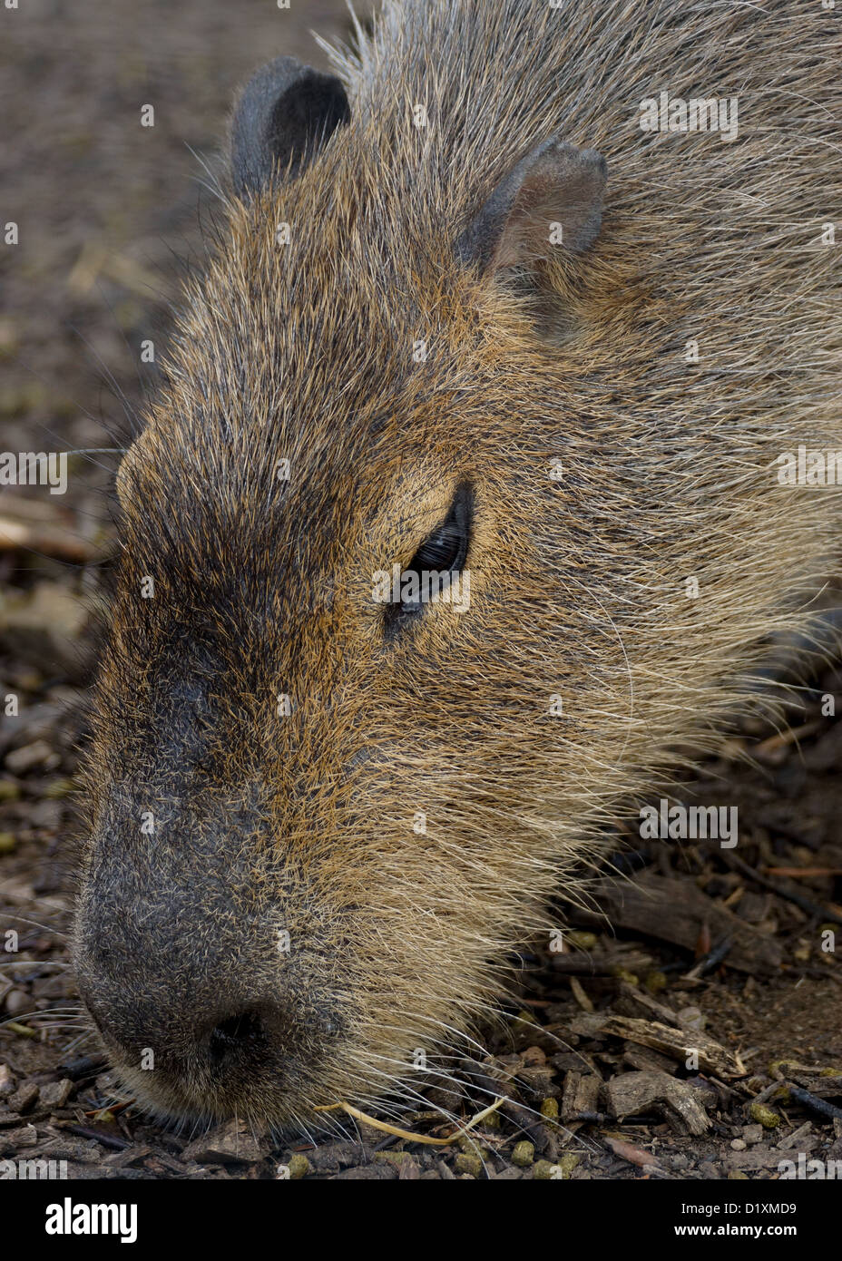 Cute capybara hi-res stock photography and images - Alamy