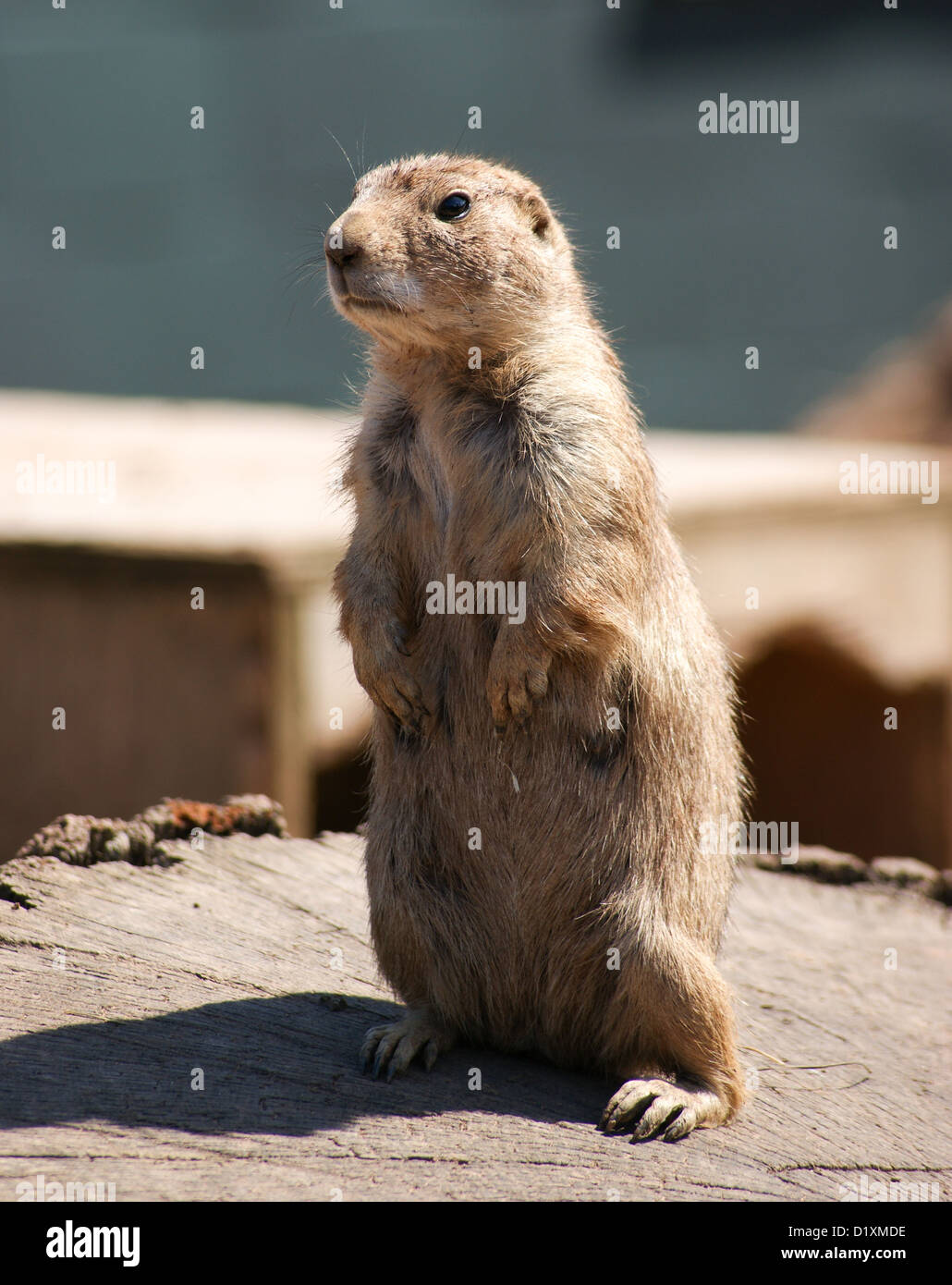 Prairie Dog / Cynomys Stock Photo - Alamy