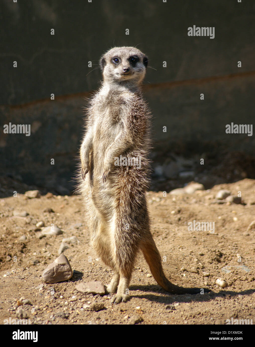 Insurance meerkat hi-res stock photography and images - Alamy