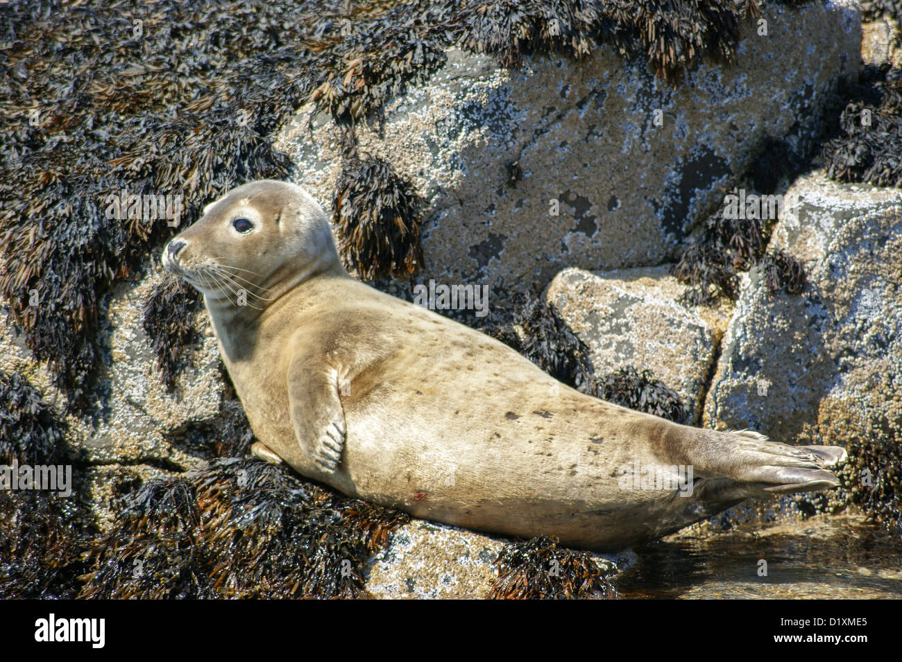Grey seal laughing hi-res stock photography and images - Alamy