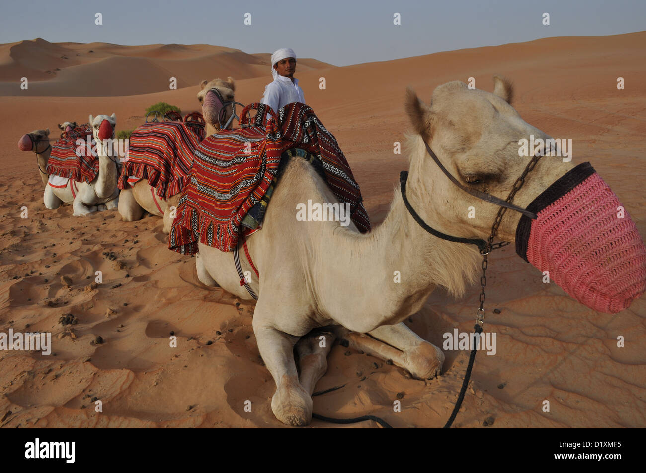 Abu Dhabi (United Arab Emirates): camel for tourists in the desert by ...