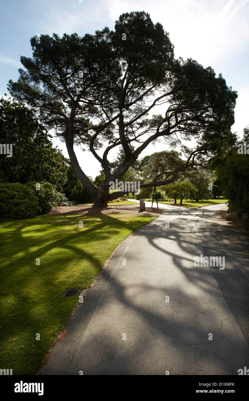 Pinus pinea uk hi-res stock photography and images - Alamy