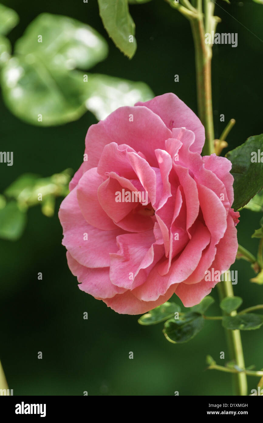 Pink climbing rose hi-res stock photography and images - Alamy