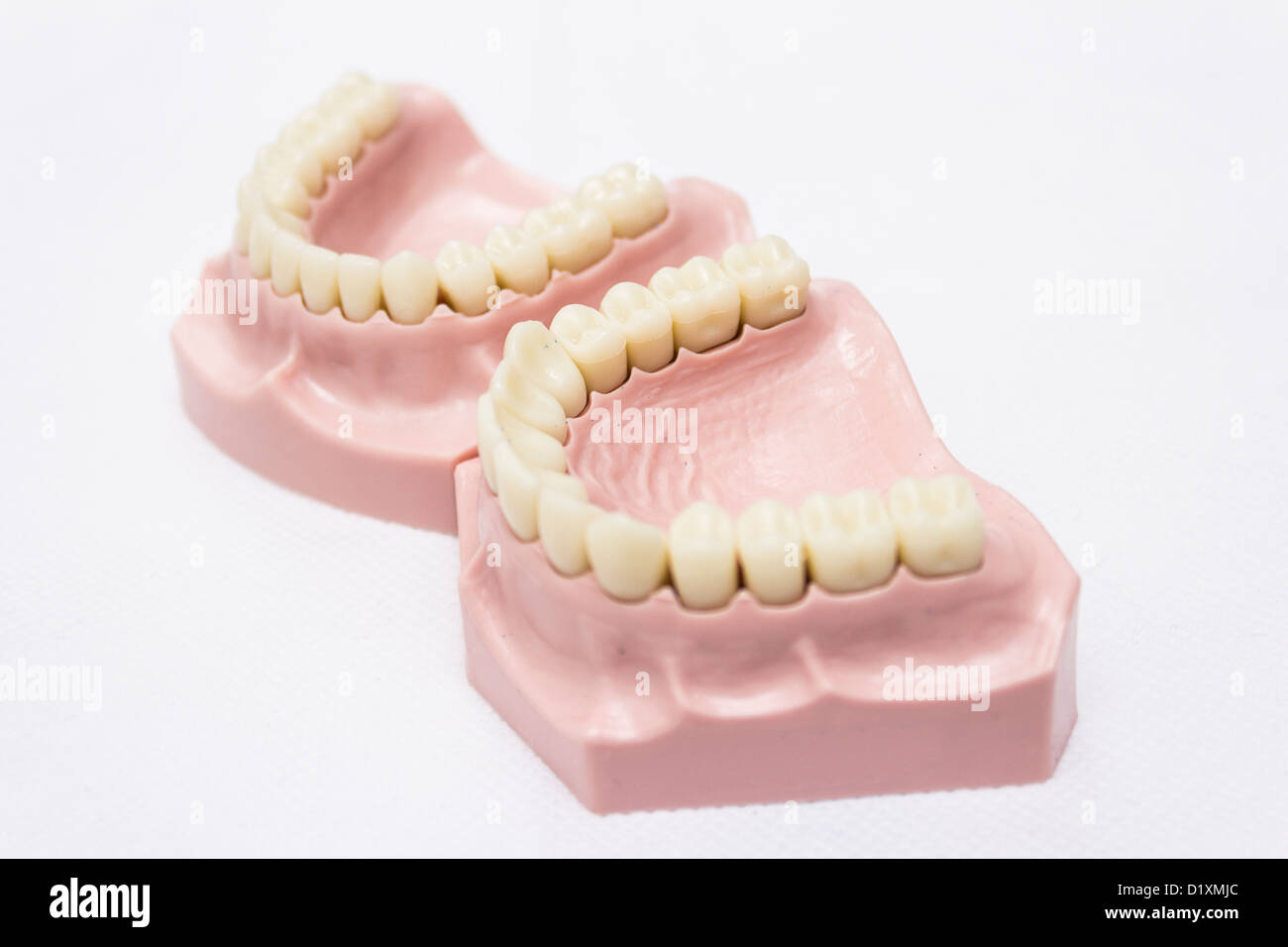 Dental Model - Natural Gnashers Stock Photo - Alamy