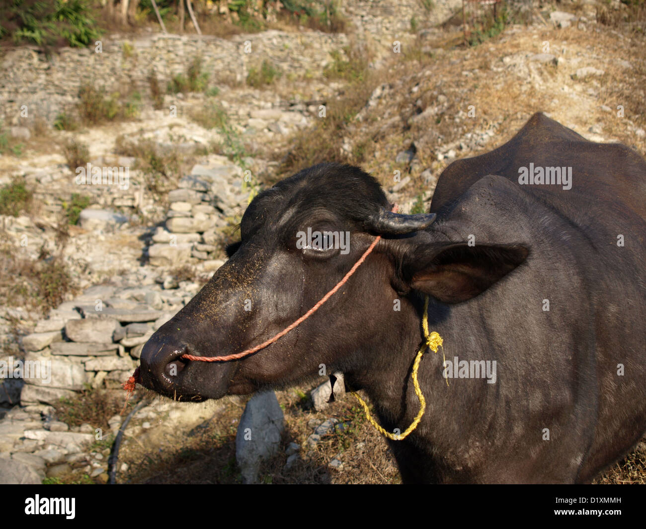 a water buffalo in nepal Stock Photo - Alamy