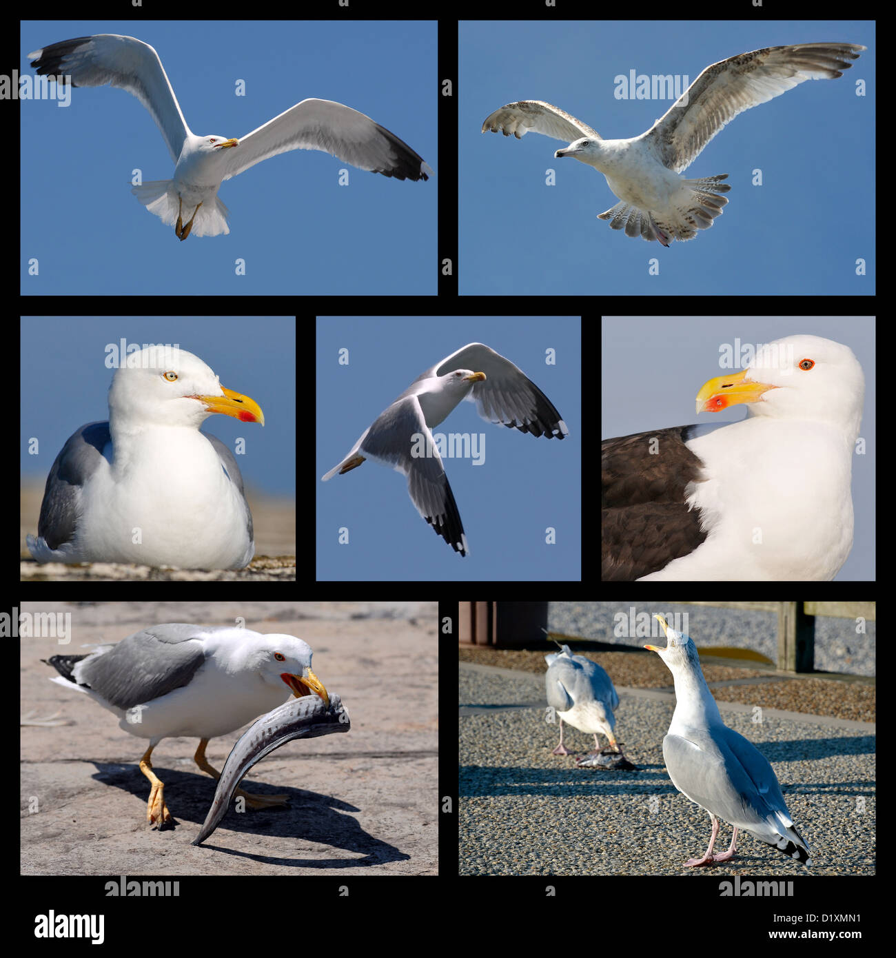 Seven photos mosaic of seagulls Stock Photo - Alamy