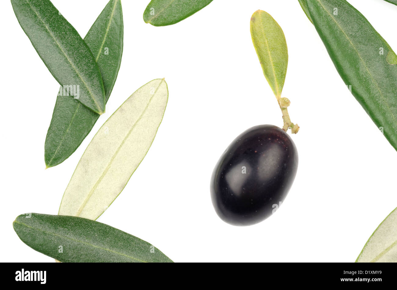 oil and olive leaves Stock Photo - Alamy
