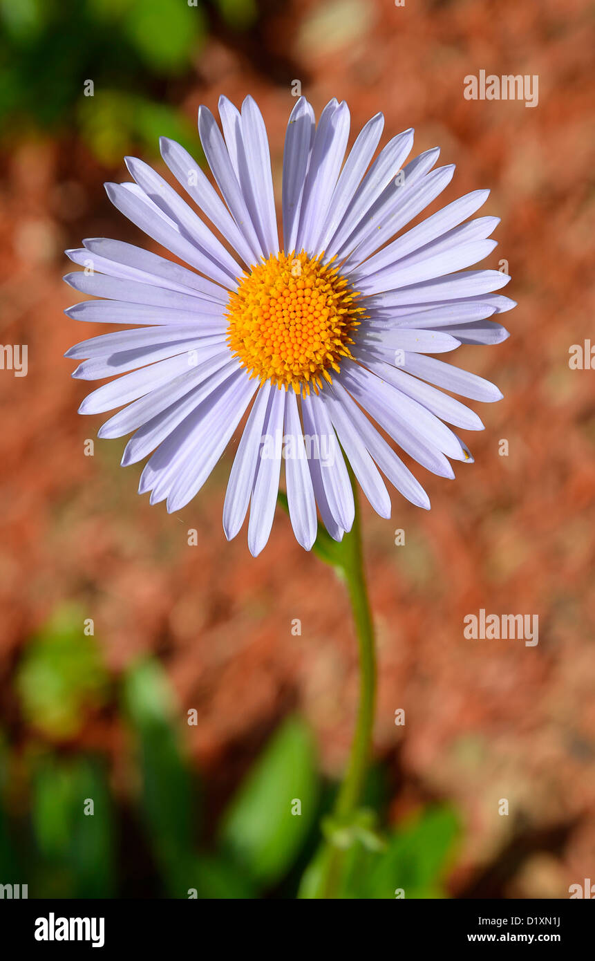 Radiant blue daisy hi-res stock photography and images - Alamy