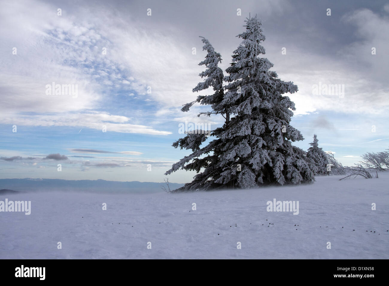 Frozen pine tree in snow Stock Photo - Alamy