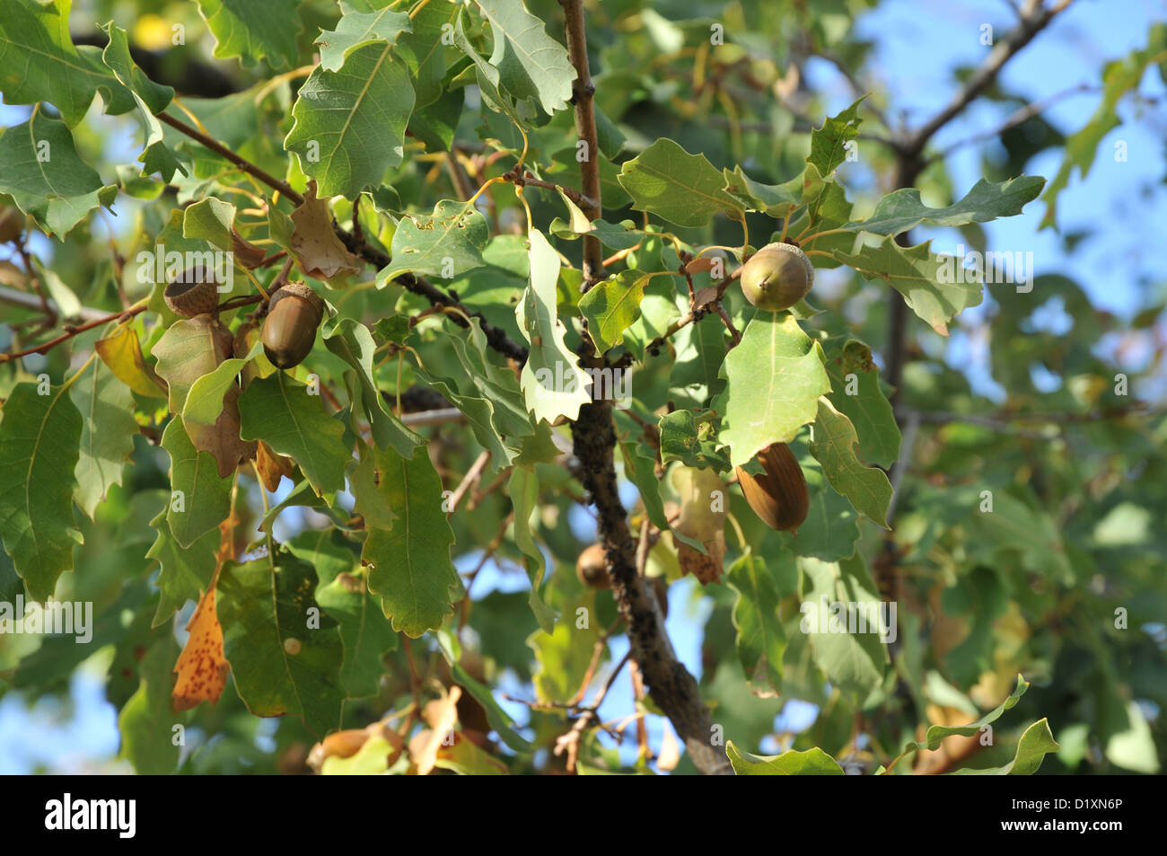 Israel, Golan Heights Palestine Oak tree (Quercus calliprinos Stock ...
