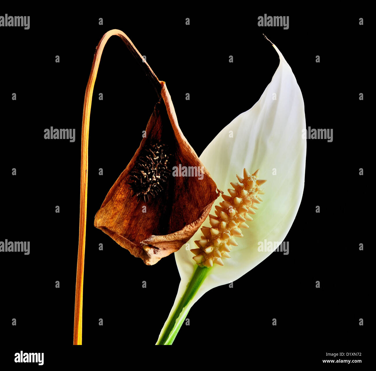 This photo shows continuity; while one flower dies, the other emerges ...