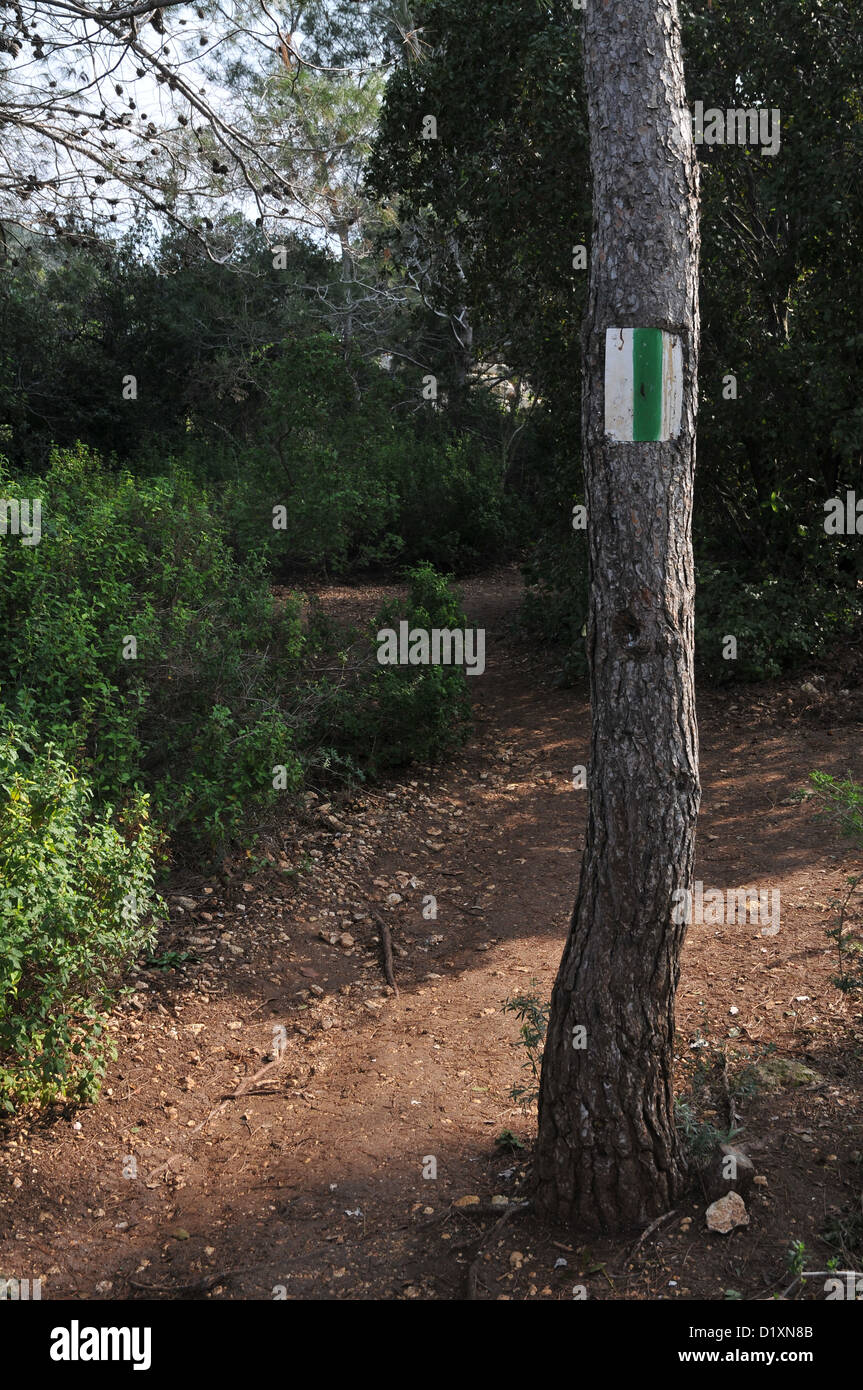 Blue and white trail markings on a pine tree. Phoitographed at the ...