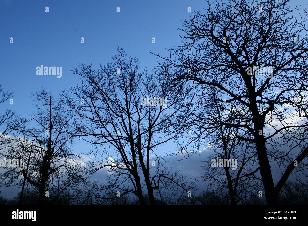 London sky winter trees hi-res stock photography and images - Alamy