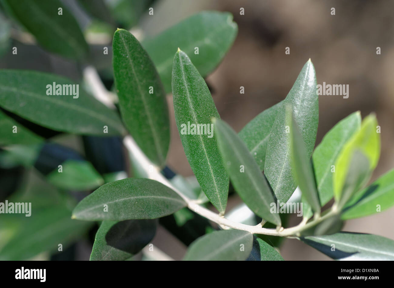Olive leaves hi-res stock photography and images - Alamy