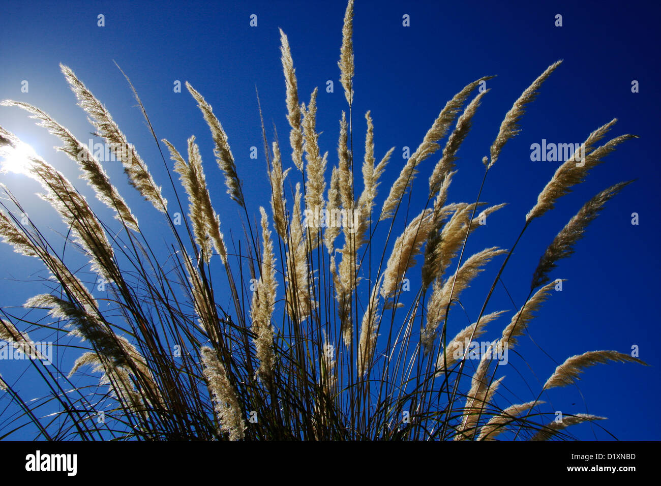 A bunch of grass flowers in Plimmerton Stock Photo - Alamy
