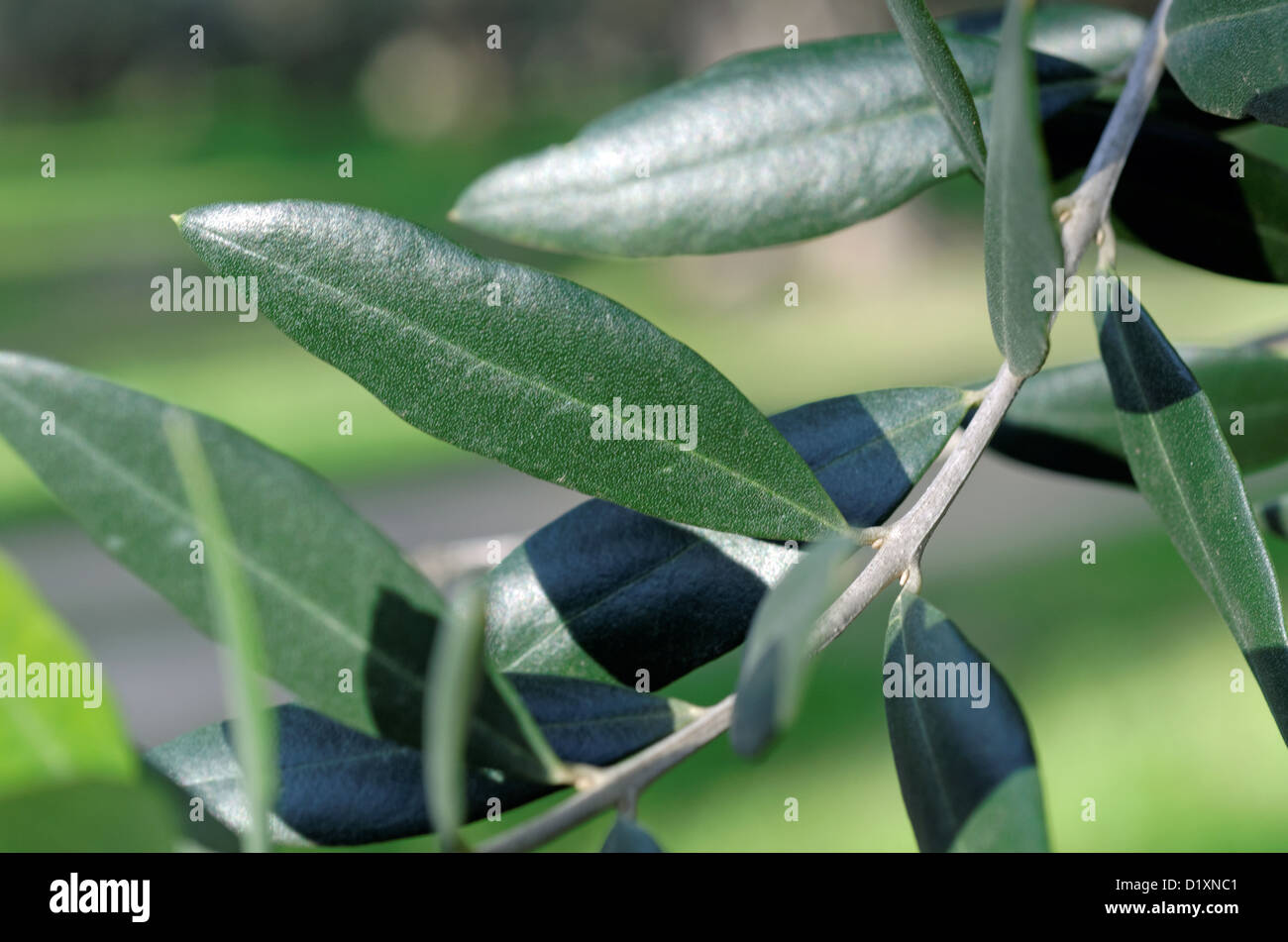 Olive leaves hi-res stock photography and images - Alamy