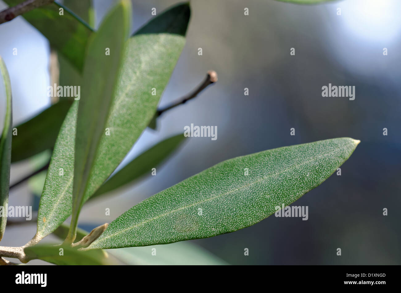 Olive leaves hi-res stock photography and images - Alamy
