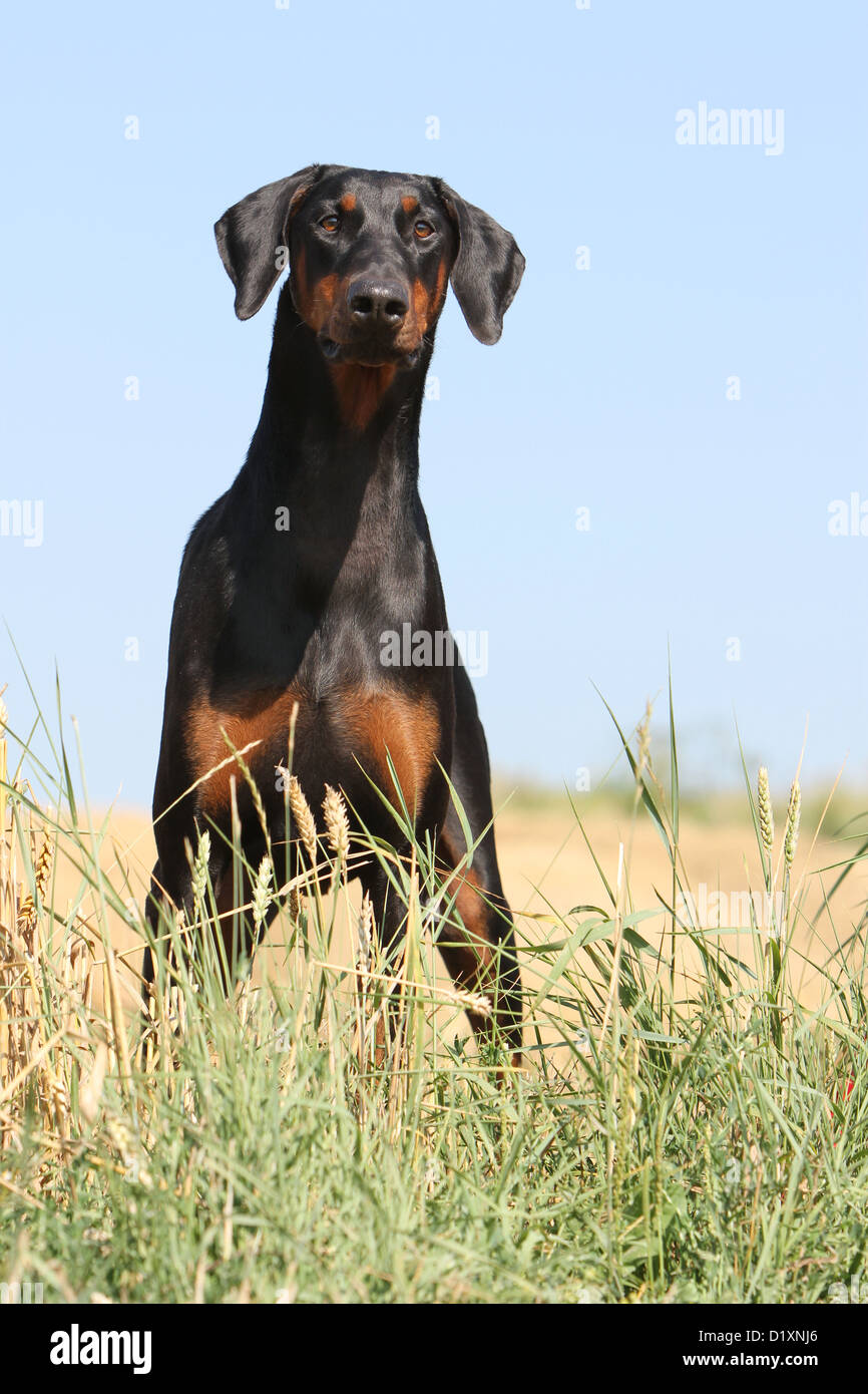 Doberman face hi-res stock photography and images - Alamy