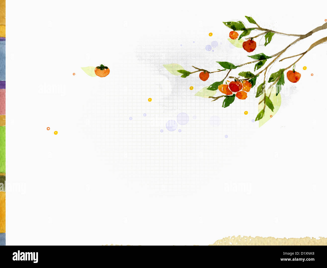 persimmon tree in white background Stock Photo - Alamy