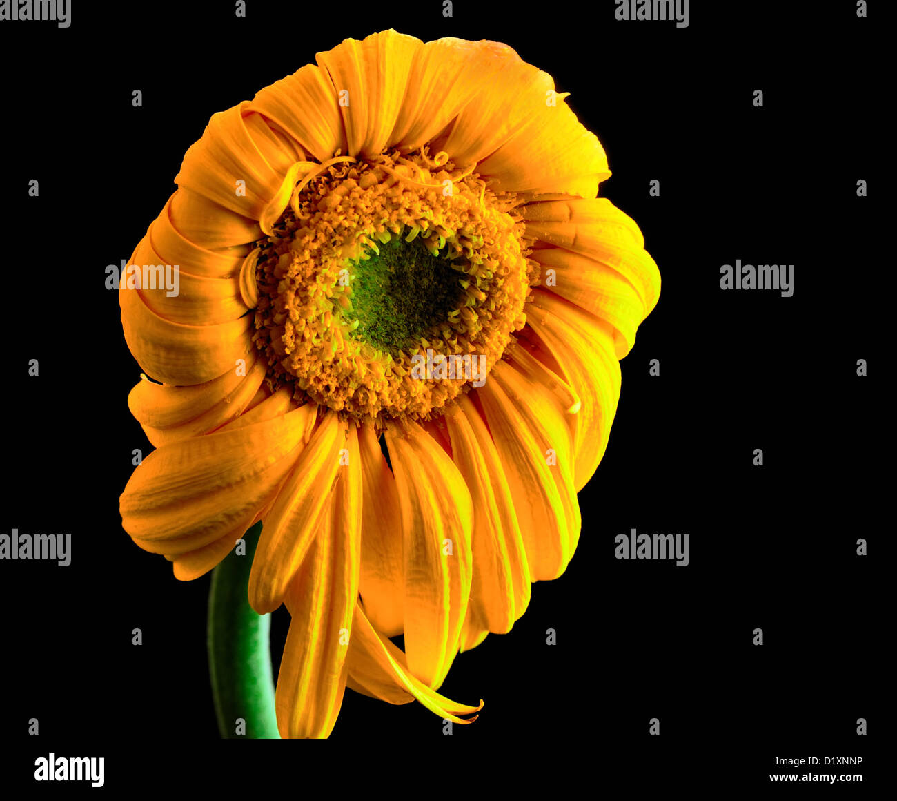A combed flower Stock Photo - Alamy