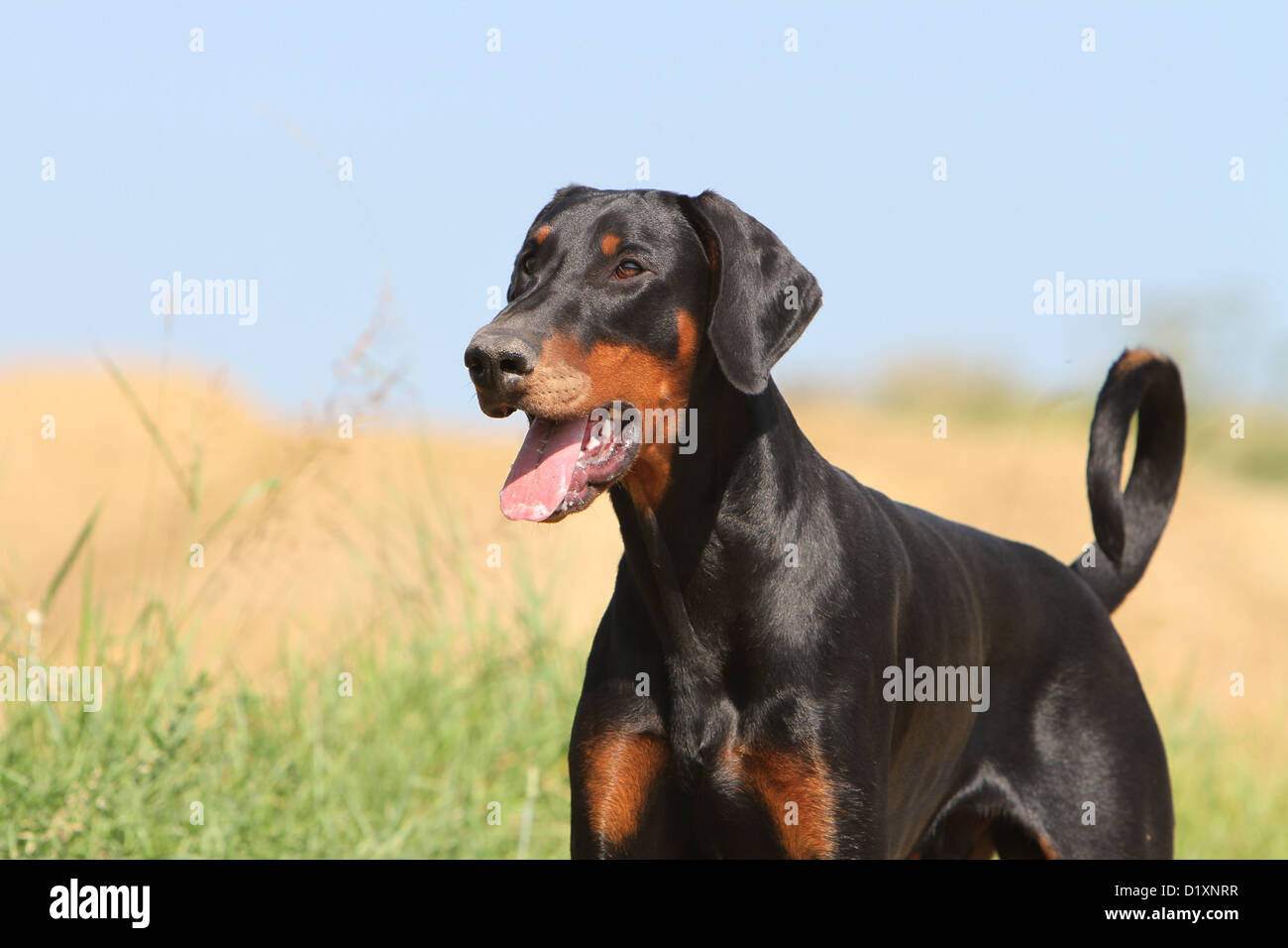 Dog Dobermann / Doberman Pinscher (natural ears) adult portrait profile ...