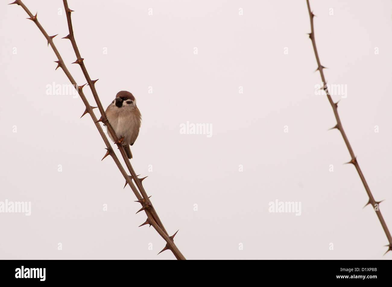 One sparrow hi-res stock photography and images - Alamy