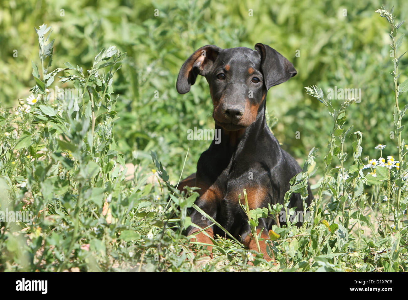 Tan Doberman Pinscher Puppies