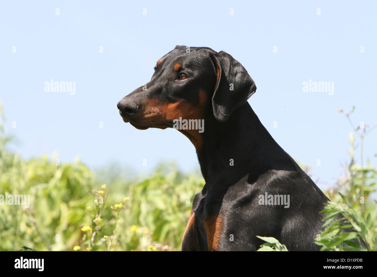 Doberman Pinscher Natural Ears