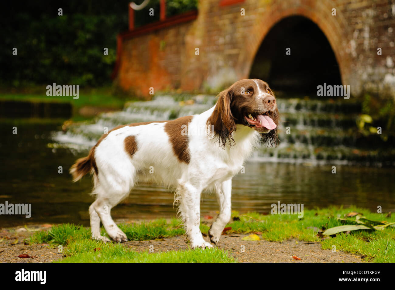 Liver springer hi-res stock photography and images - Alamy