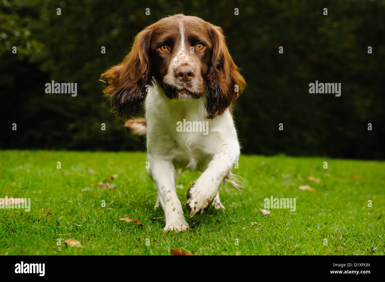 Young Springer Spaniel outside in Autumnal setting Stock Photo - Alamy
