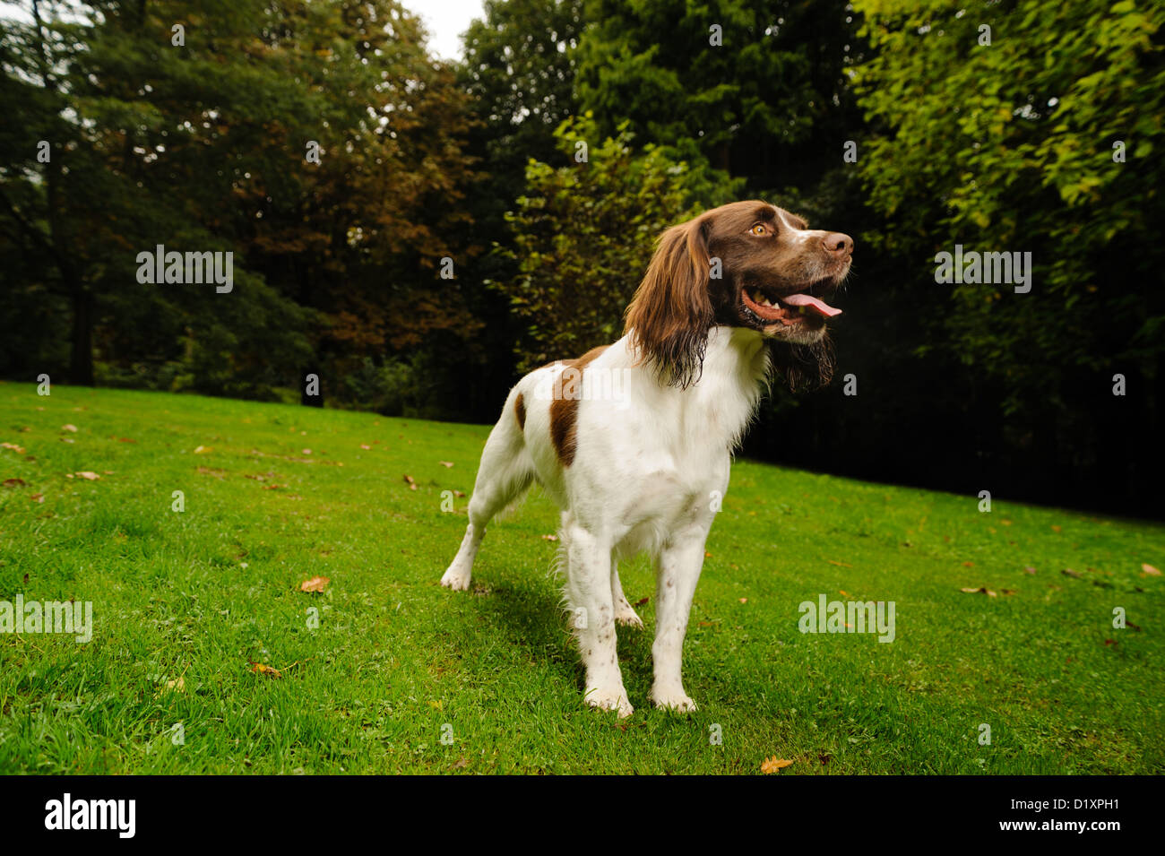 Young Springer Spaniel outside in Autumnal setting Stock Photo - Alamy