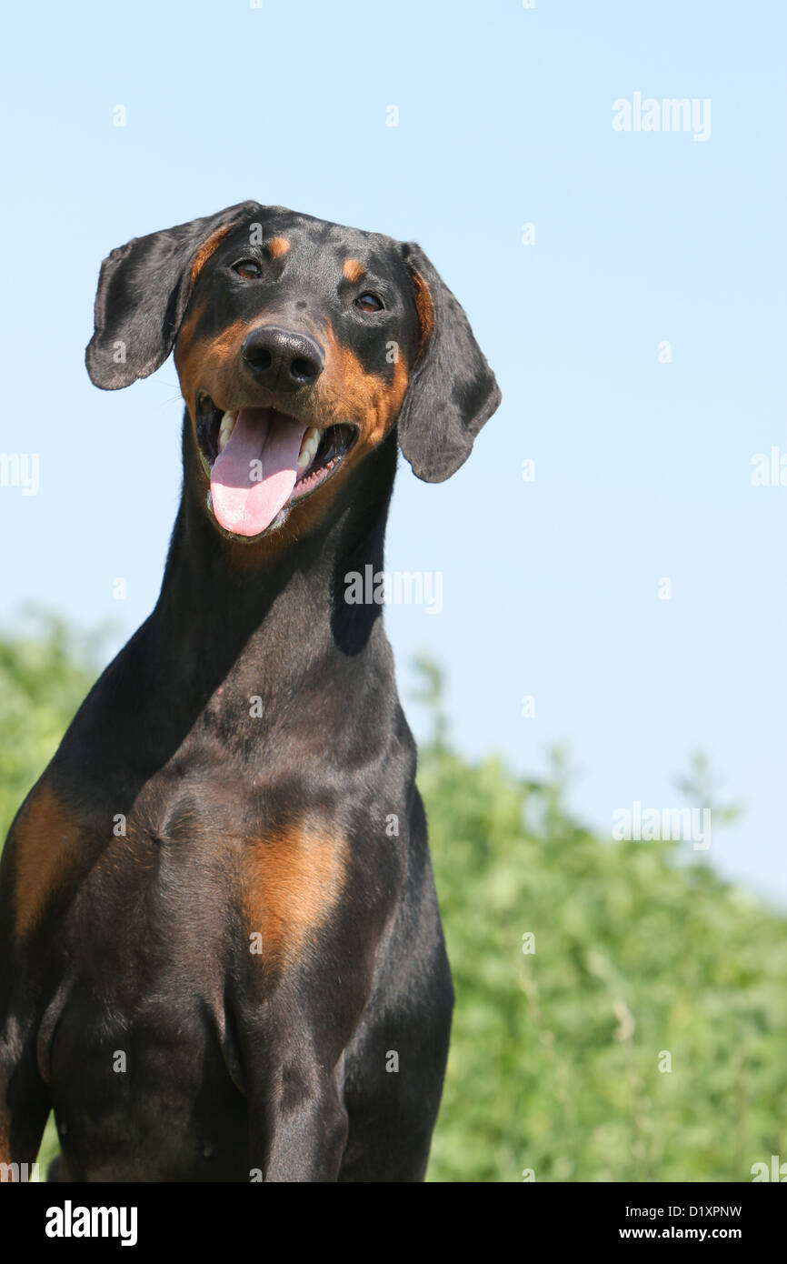 Blue Doberman Uncropped Ears