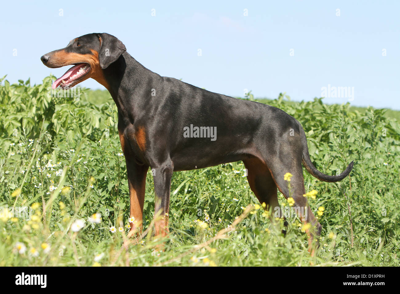 Doberman Pinscher Natural Ears