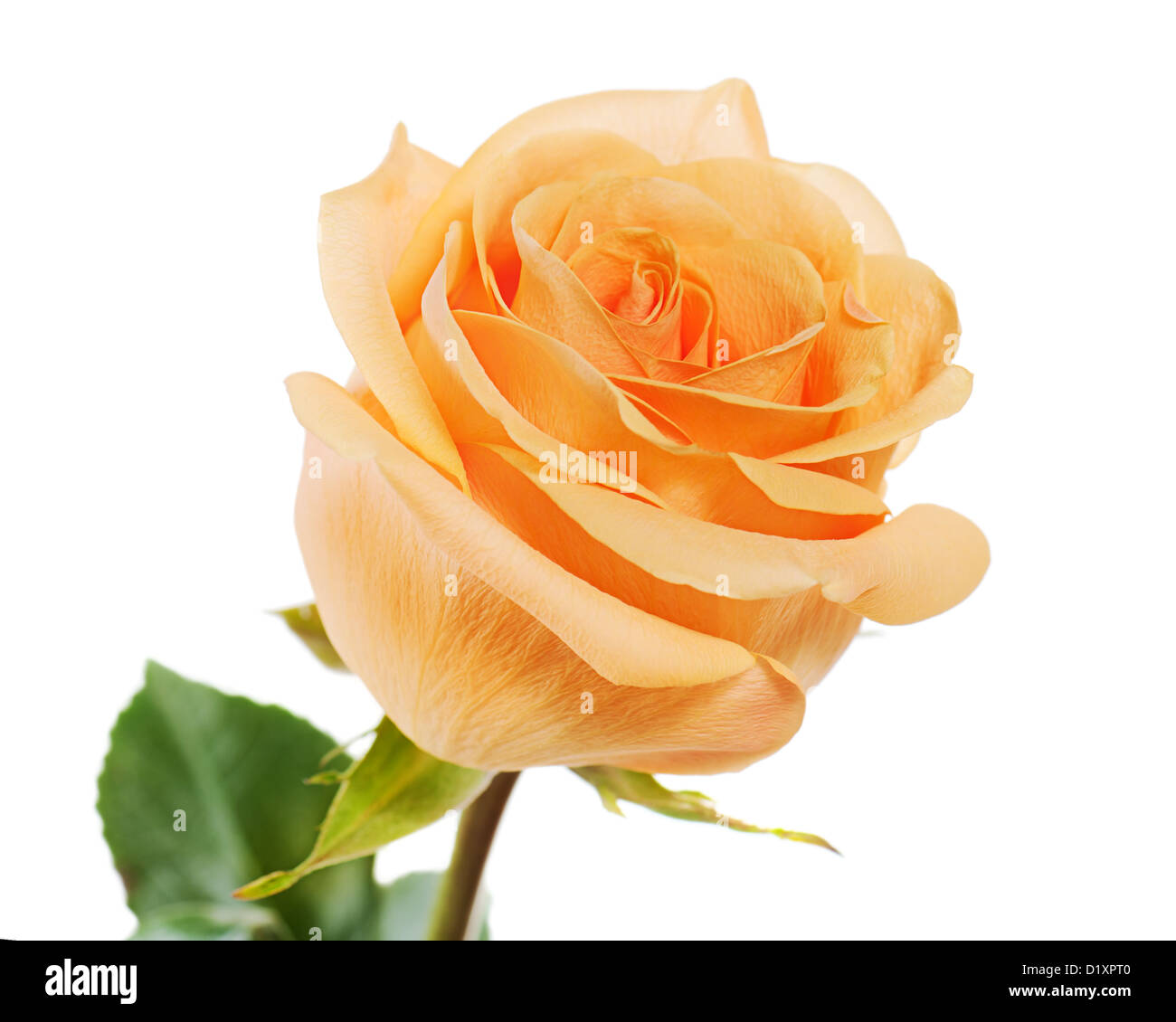 yellow rose isolated on white background Stock Photo - Alamy