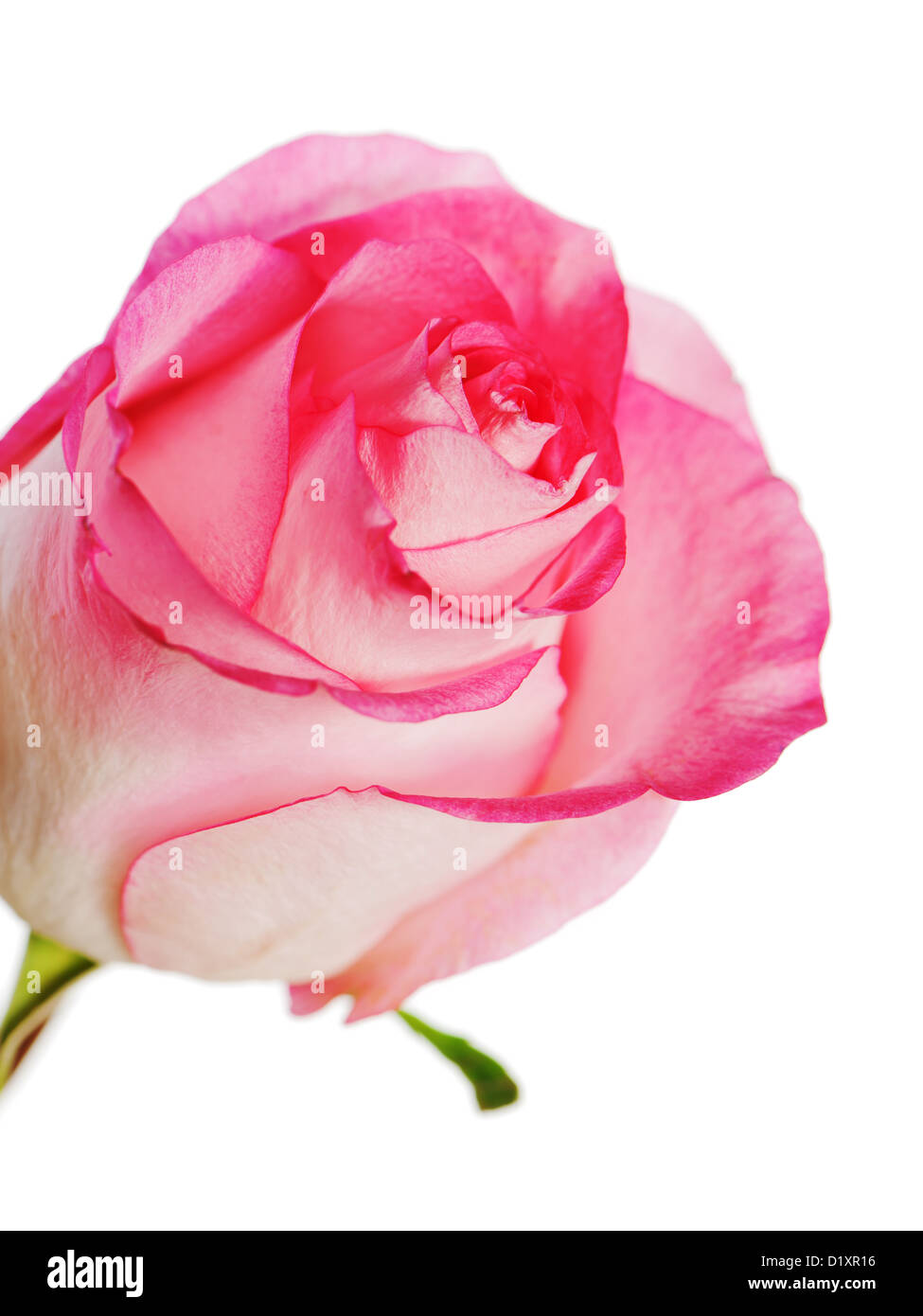 rose isolated on white background Stock Photo - Alamy